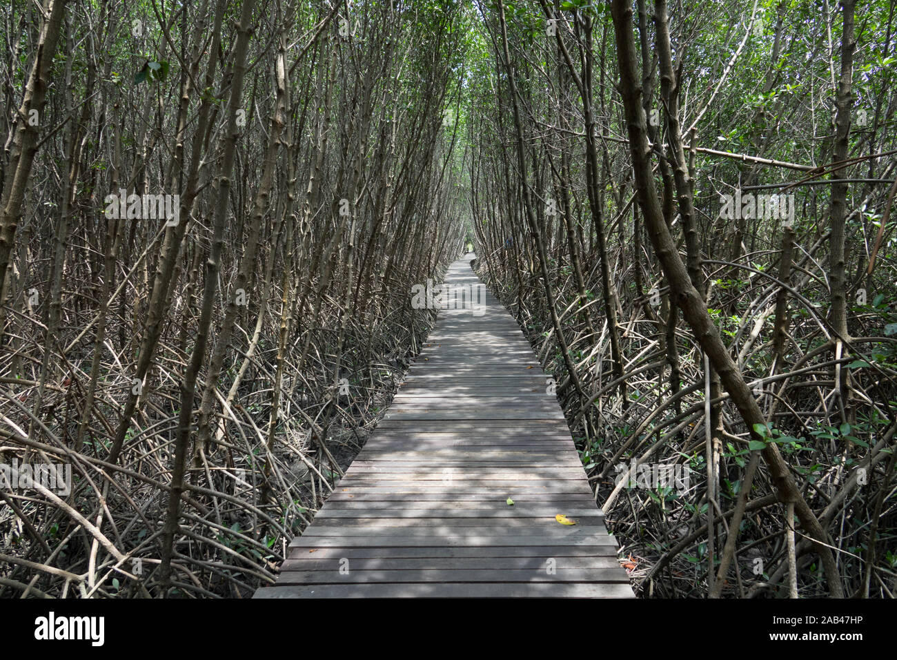 Bridge wooden walking way in The forest mangrove in Chanthaburi ...