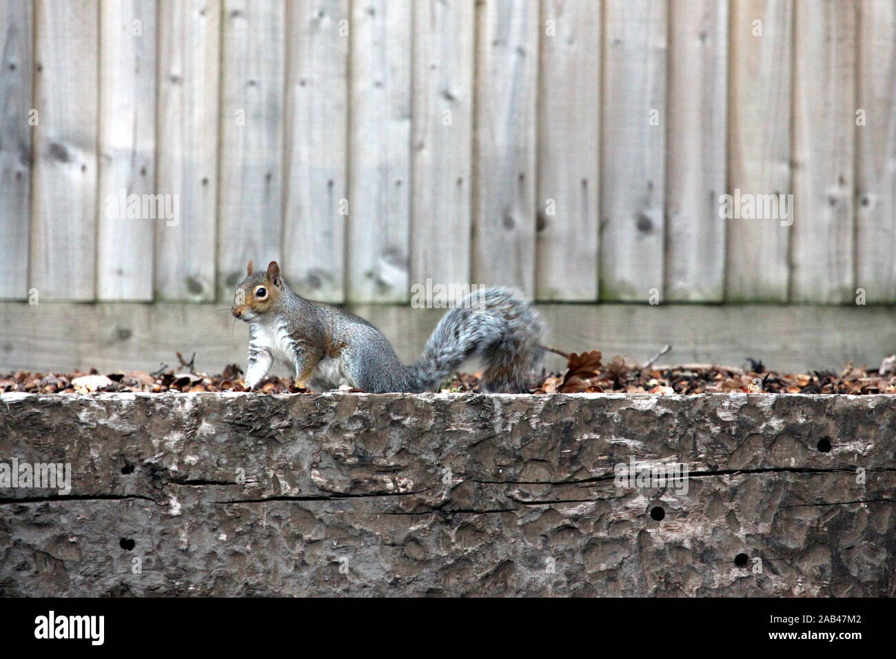 A photograph of a squirrel eating acorns in a natural outdoor garden ...