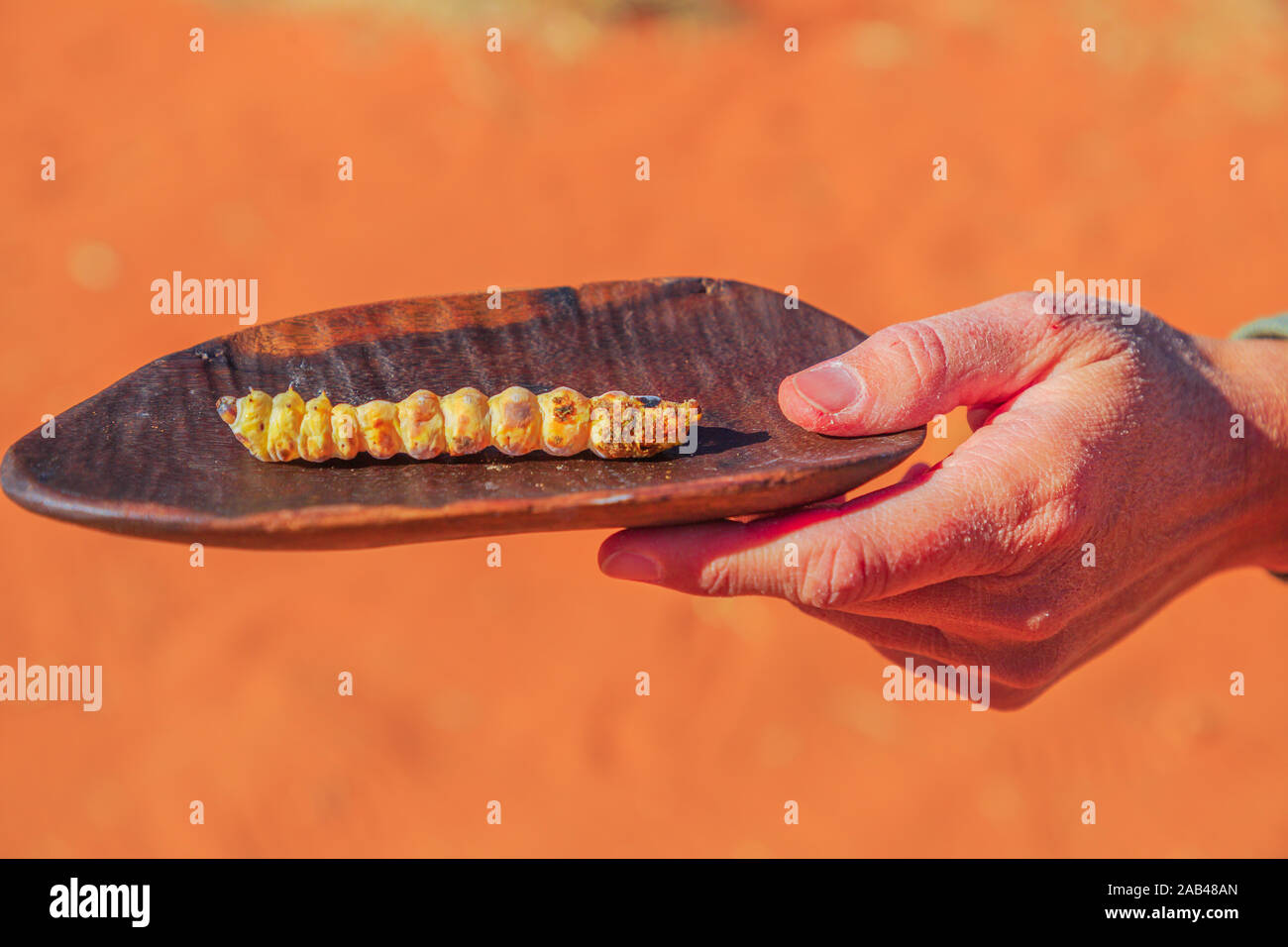 Witchety grubs hi-res stock photography and images - Alamy