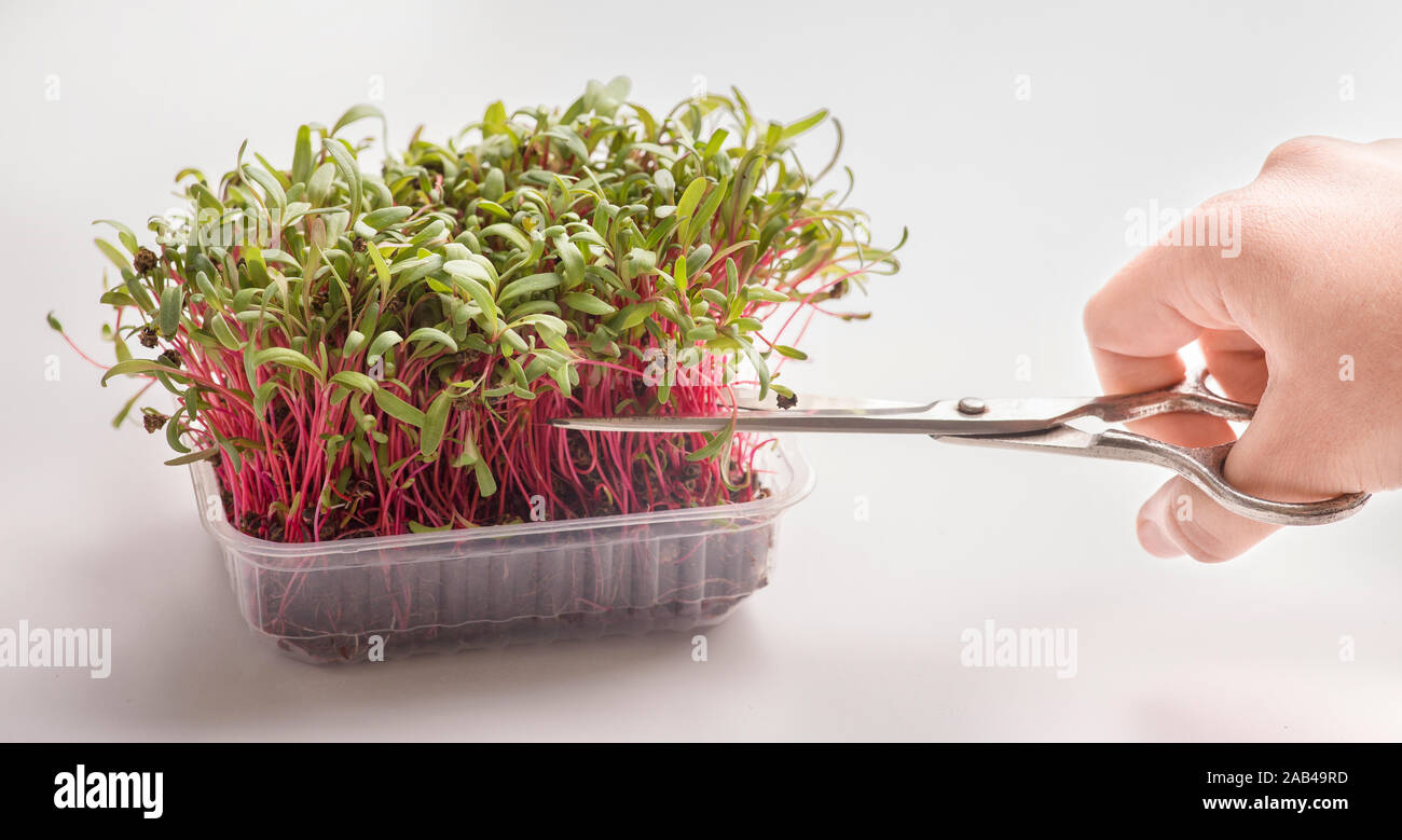 Microgreens cutting hi-res stock photography and images - Alamy