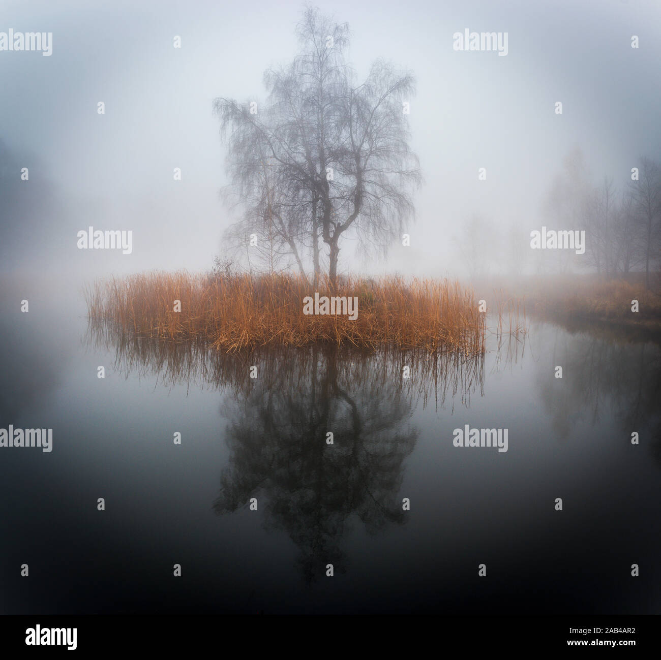 Moody lake in the fog. Lonely Island with trees in mist Stock Photo - Alamy