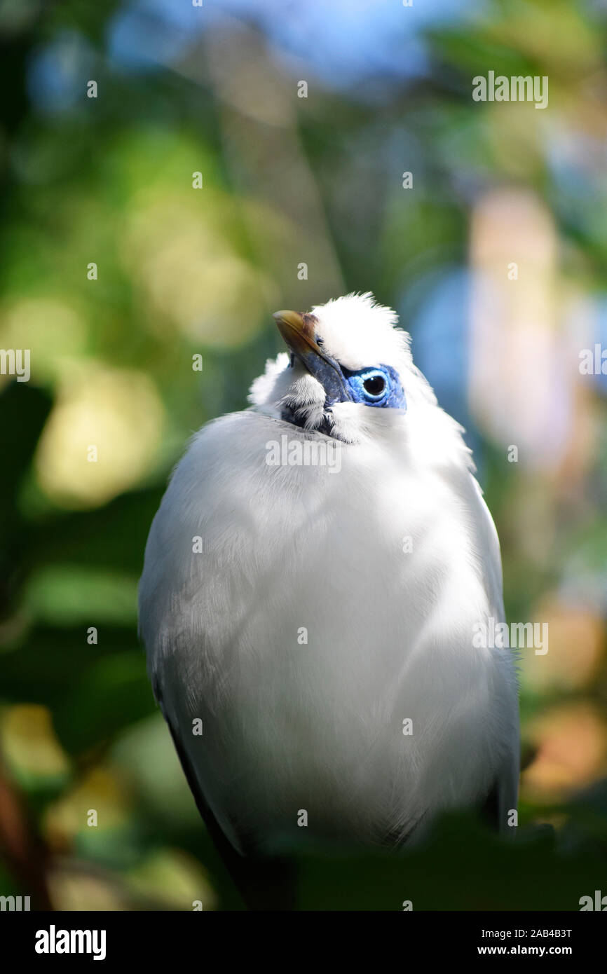 Blue skin around the eye hi-res stock photography and images - Alamy