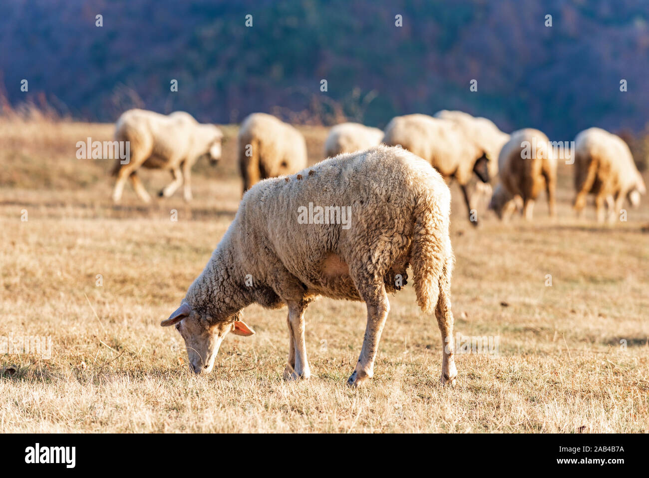 Grazing for sheep hi-res stock photography and images - Alamy