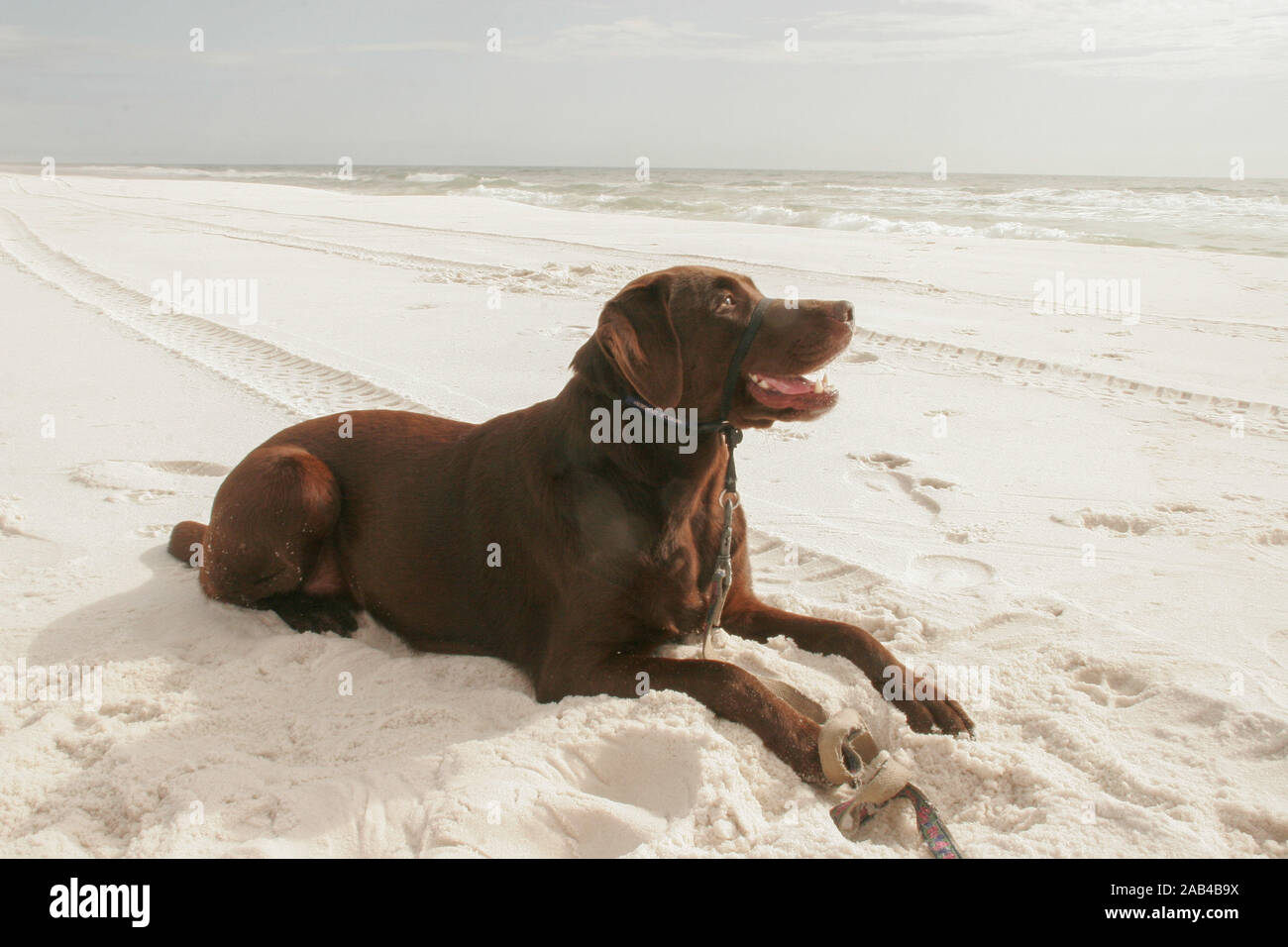 Chocolate lab dog at the beach Stock Photo - Alamy