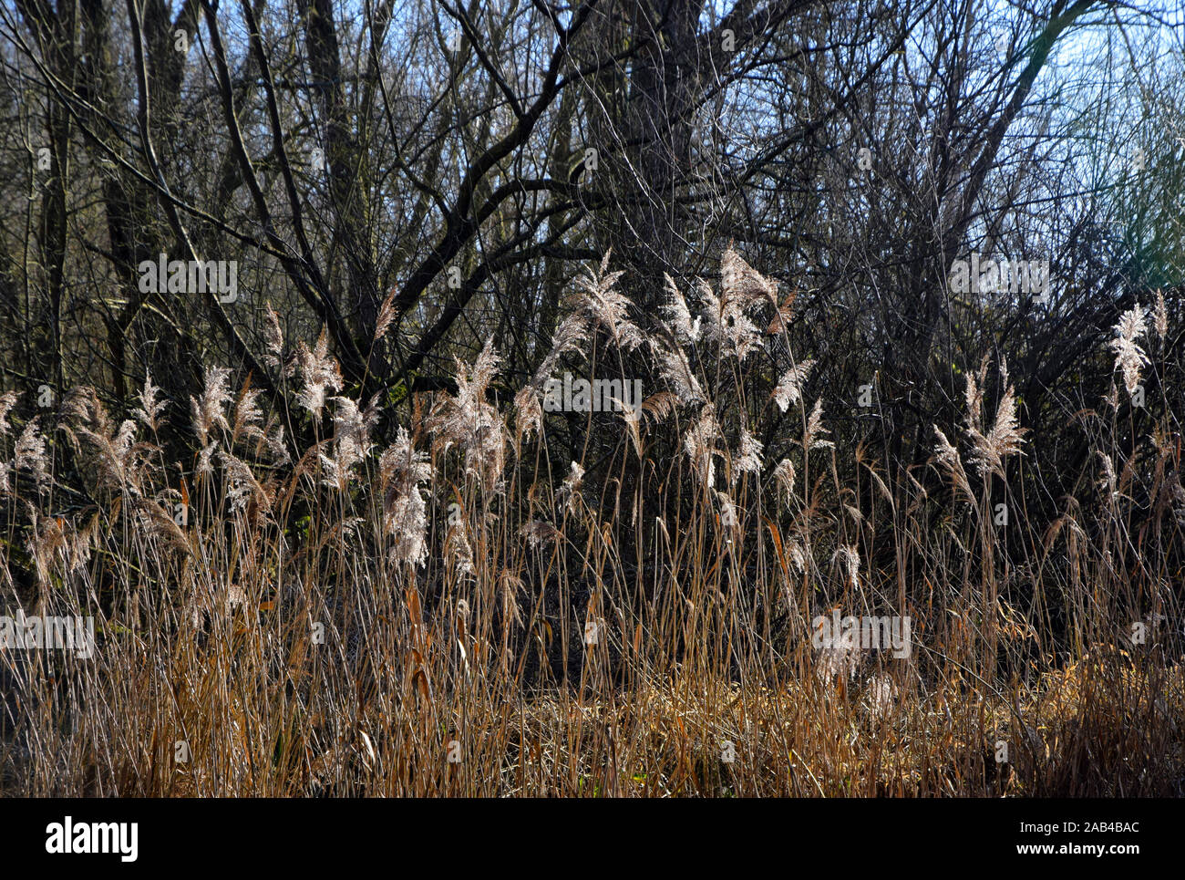Suffolk flora hi-res stock photography and images - Alamy