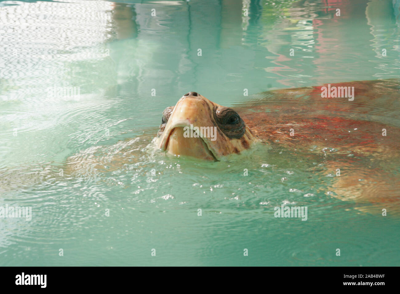 Sea turtle floating in water Stock Photo - Alamy