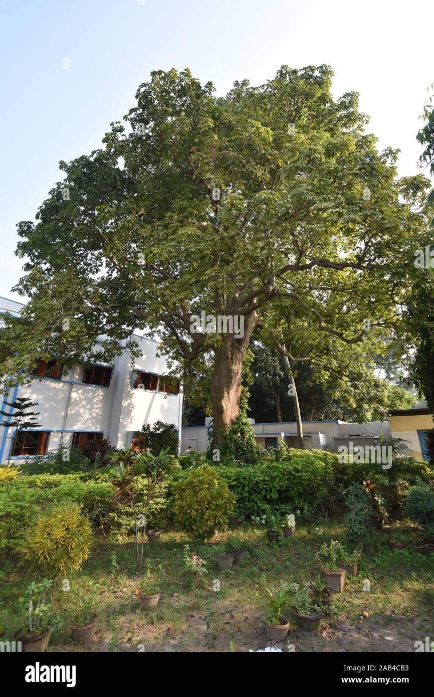 West Indian Almond Tree