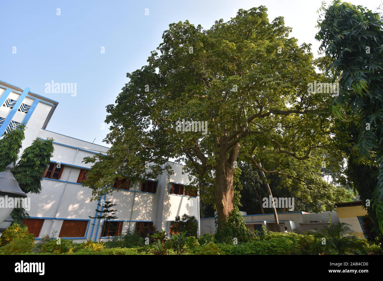 West Indian Almond Tree Terminalia Catappa Flora Of Qatar