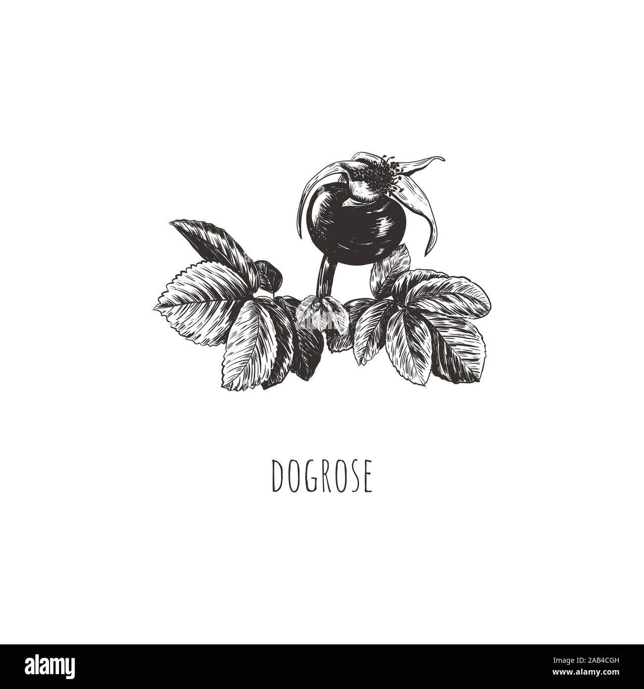 White rose hip Stock Vector Images - Alamy