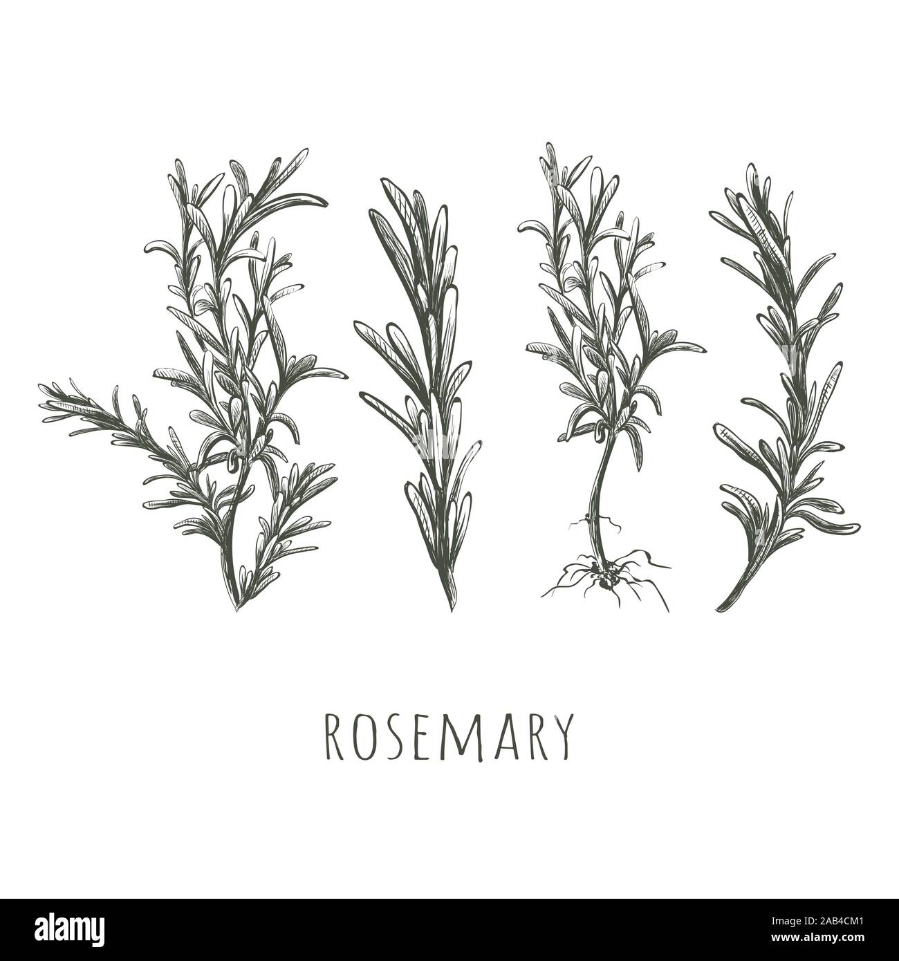 Rosemary Drawing