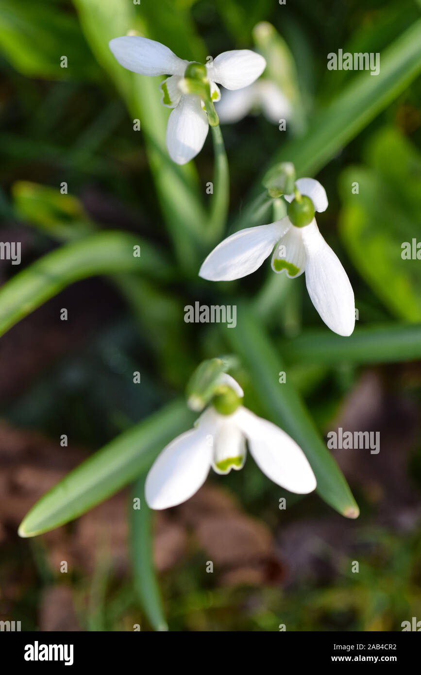 Three flowers of snowdrops hi-res stock photography and images - Alamy