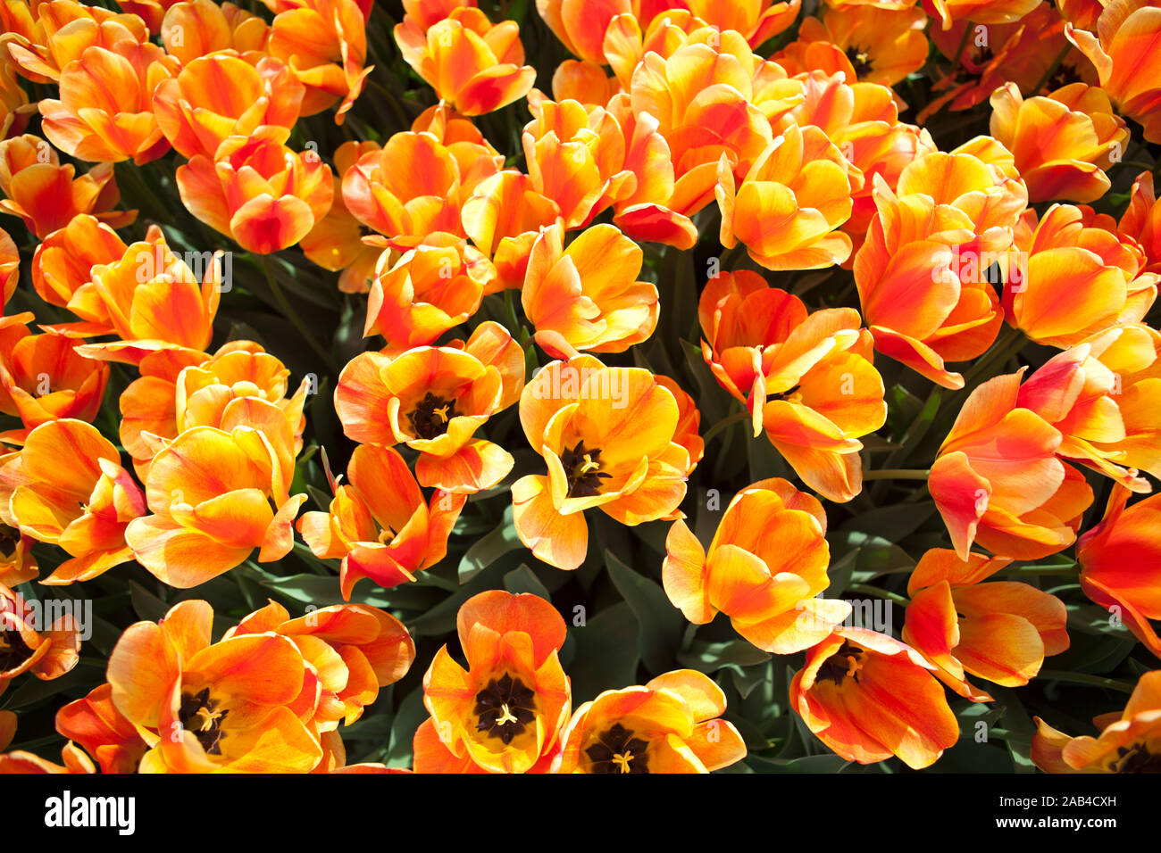 orange tulips from above Stock Photo - Alamy