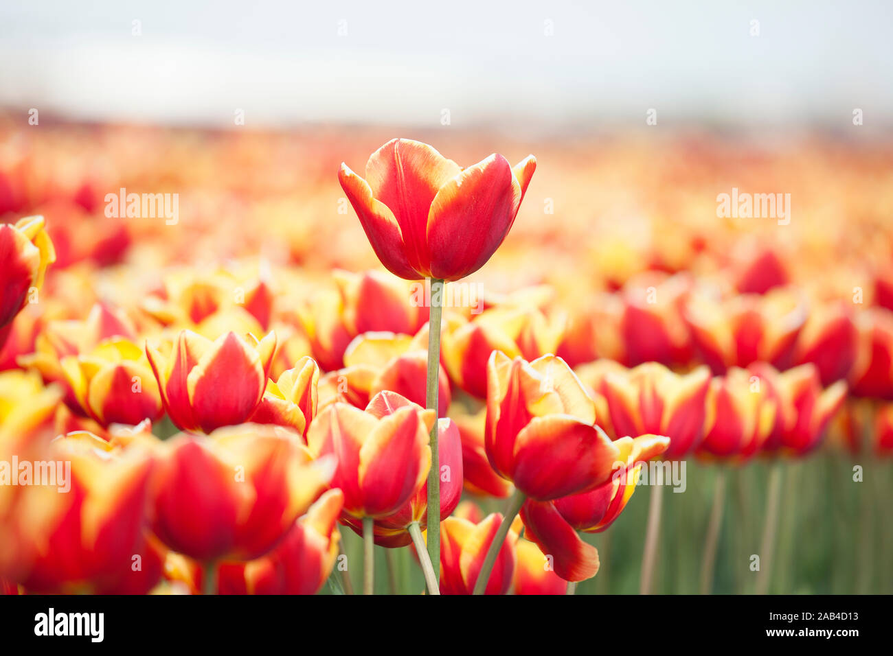 orange tulips from above Stock Photo - Alamy