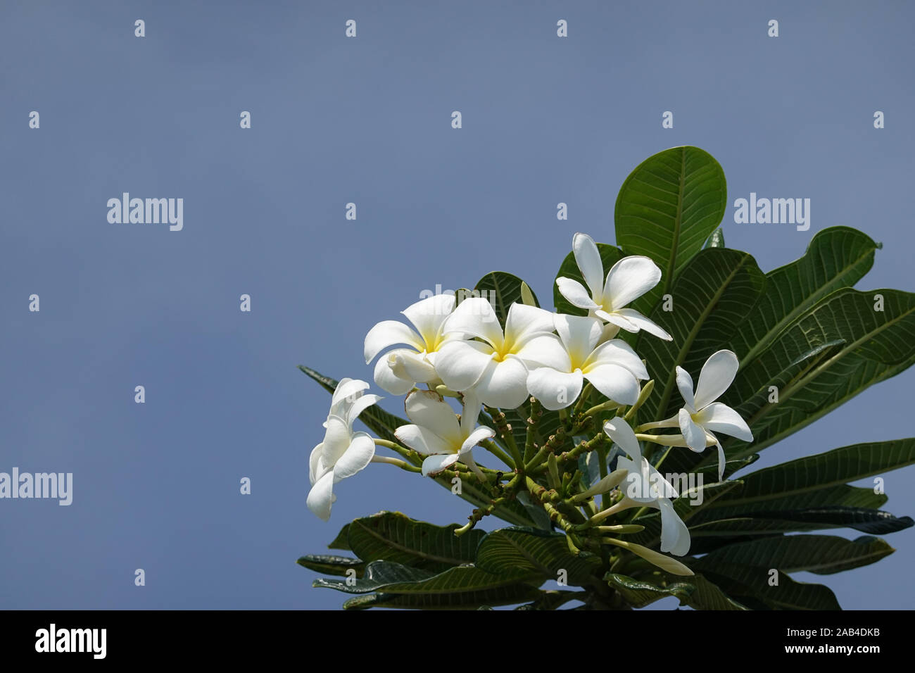 Frangipani plumeria temple tree hi-res stock photography and images - Alamy