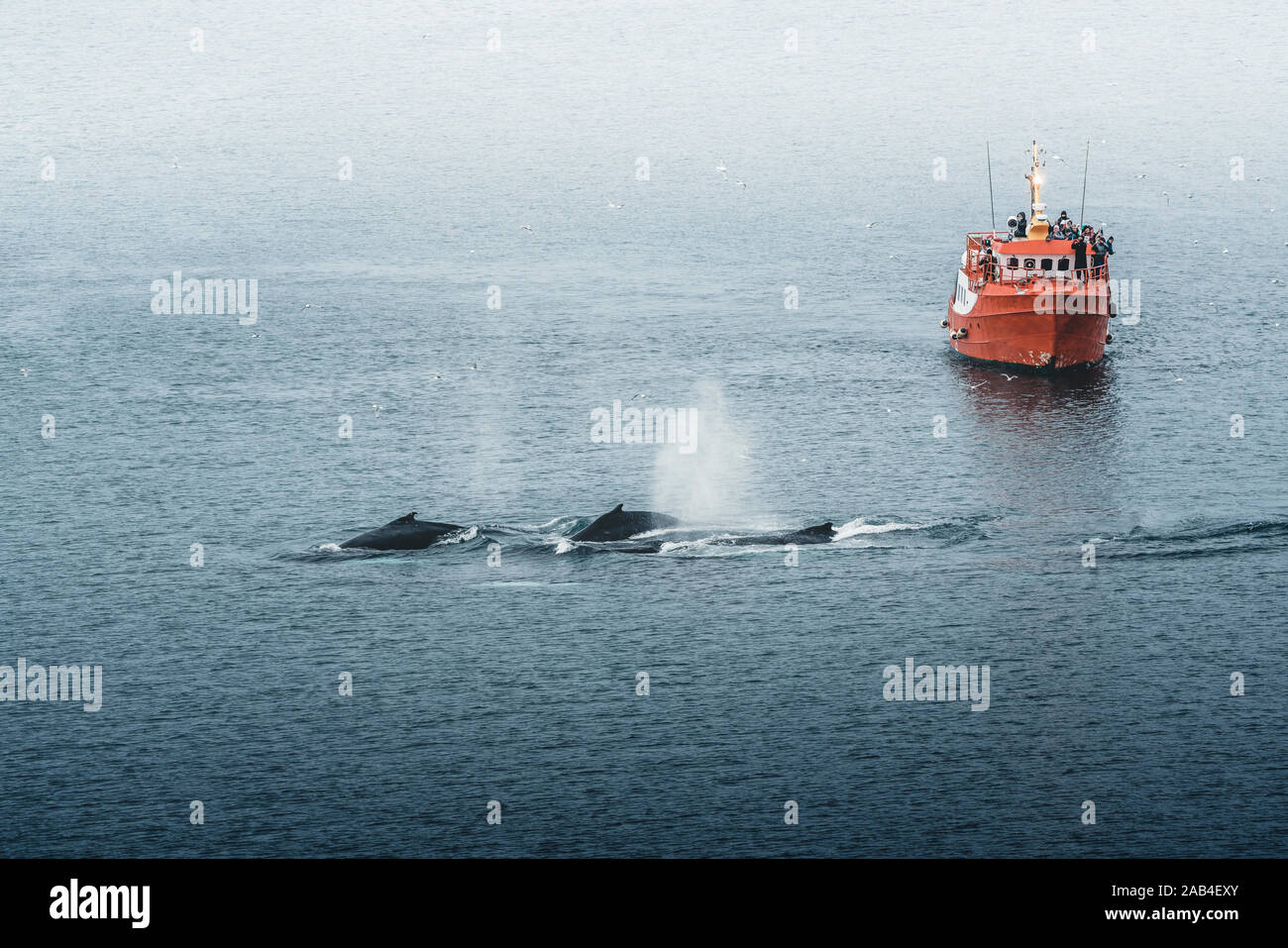 Three Humpback whales with fin swimming in ocean and feeding. Orange ...