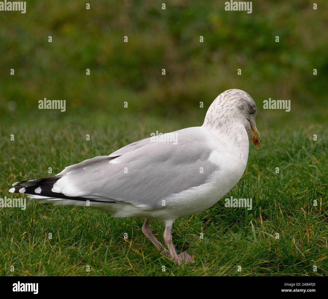 Bird looking for worms hi-res stock photography and images - Alamy