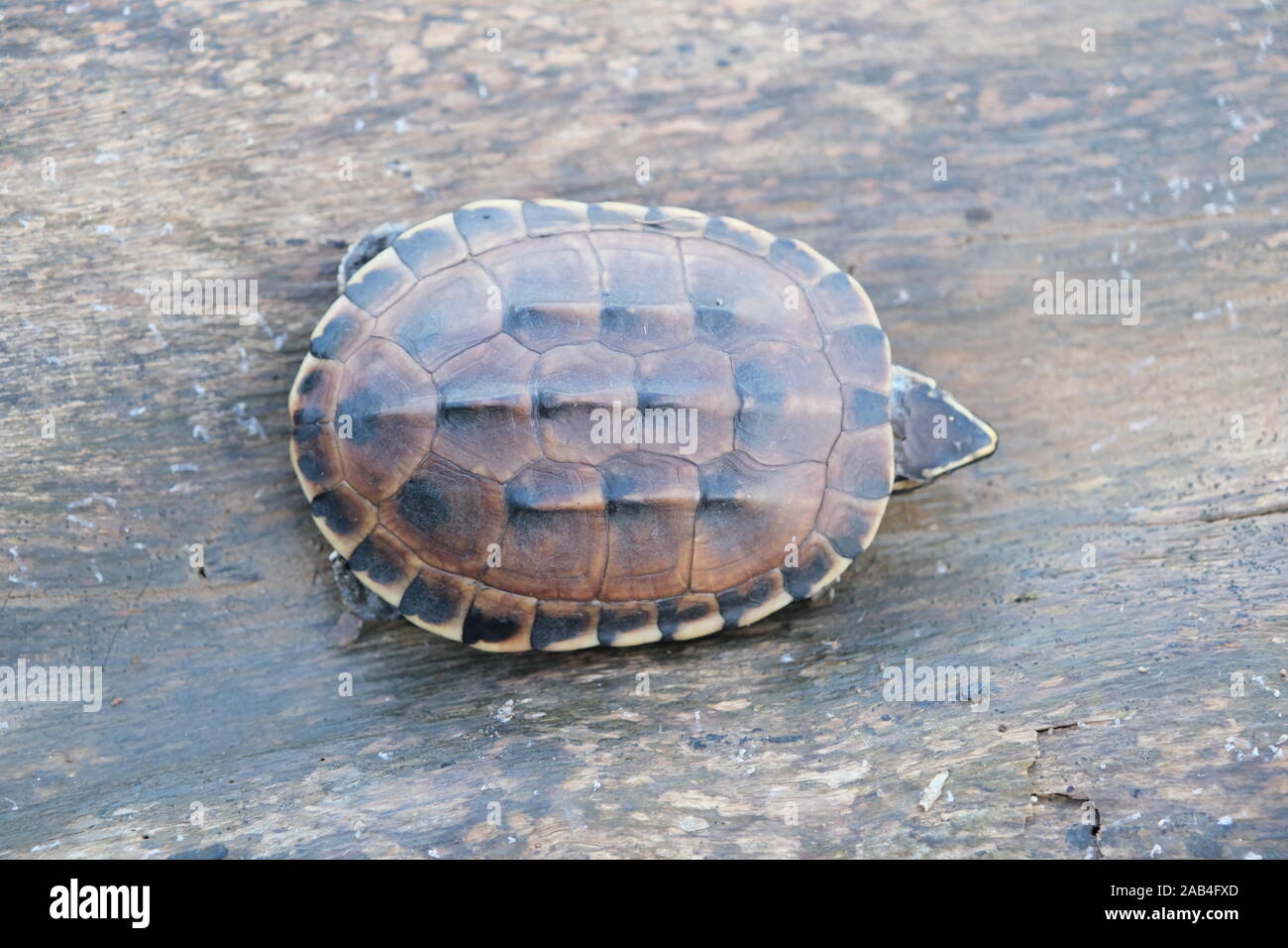 Leisurely swim hi-res stock photography and images - Alamy