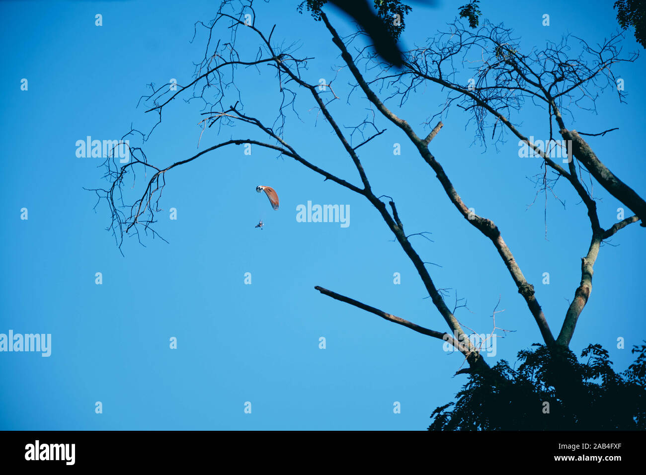 The Paramotors flying above the tree. Adventure man active extreme ...