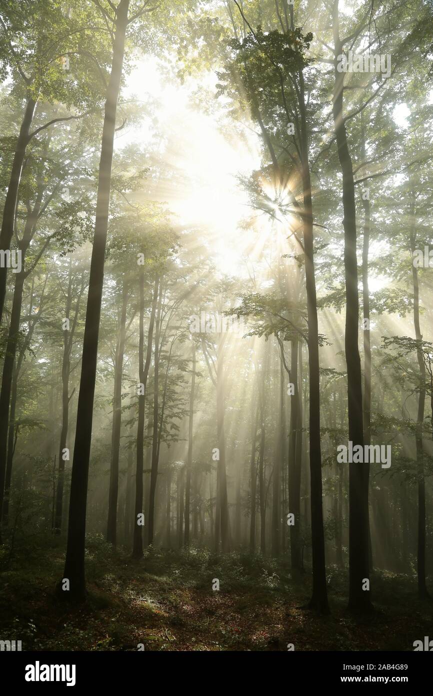 Oak landscape in early hi-res stock photography and images - Alamy