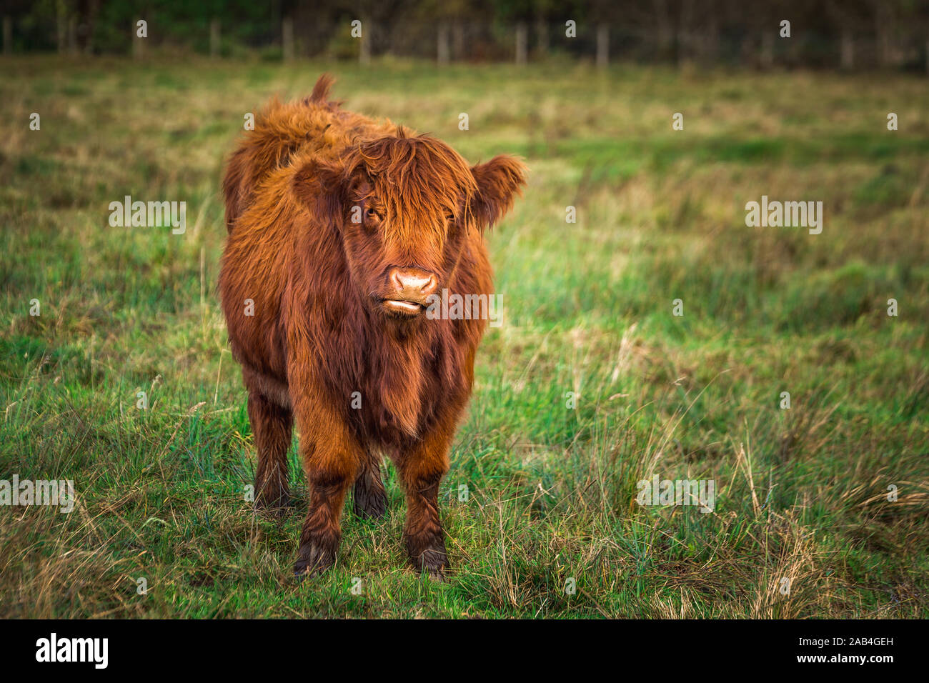 Scottish Highland Cow in field with big horns and long hair, Scotland ...