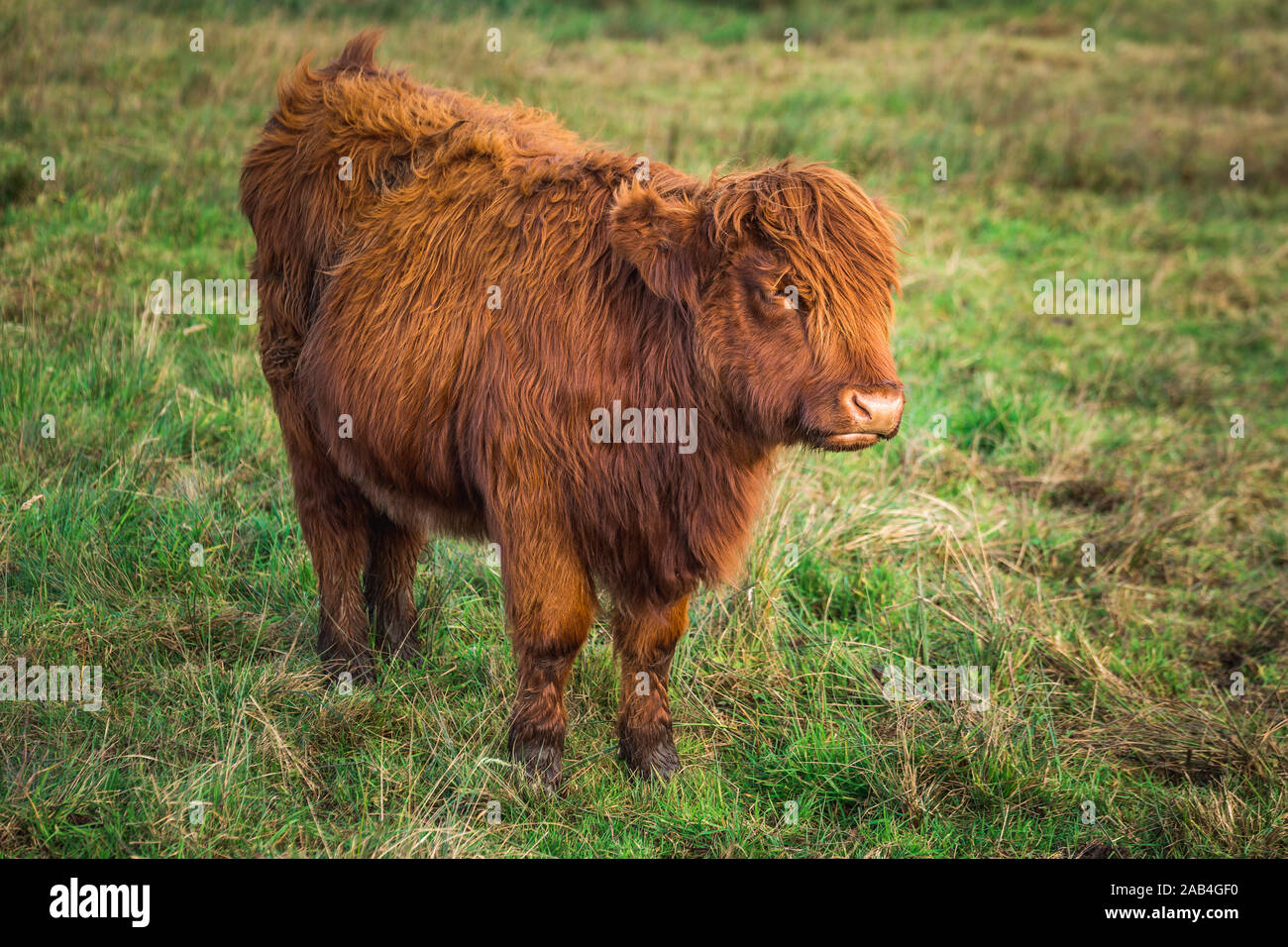 Scottish Highland Cow in field with big horns and long hair, Scotland ...