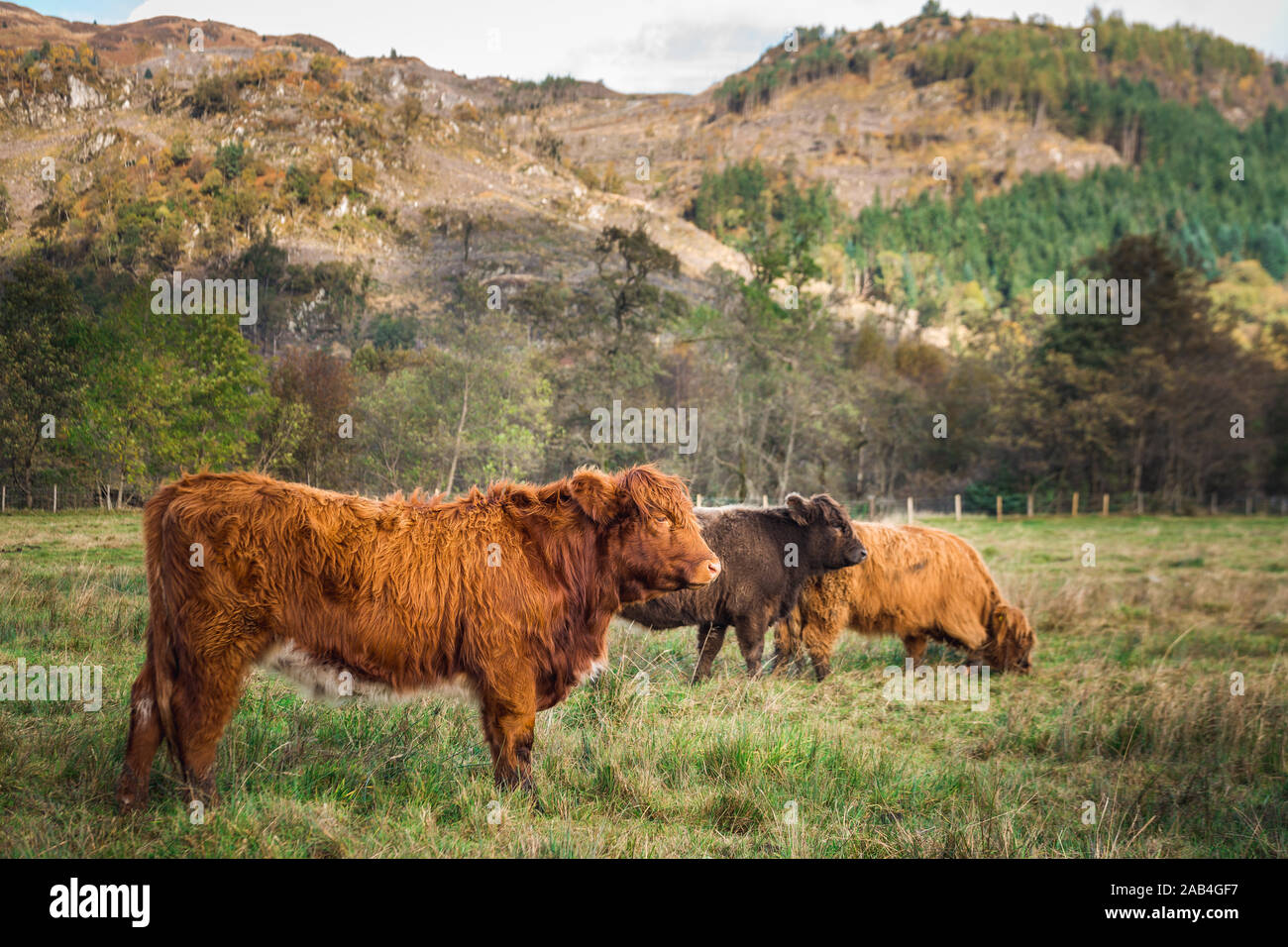 Scottish Highland Cow in field with big horns and long hair, Scotland ...