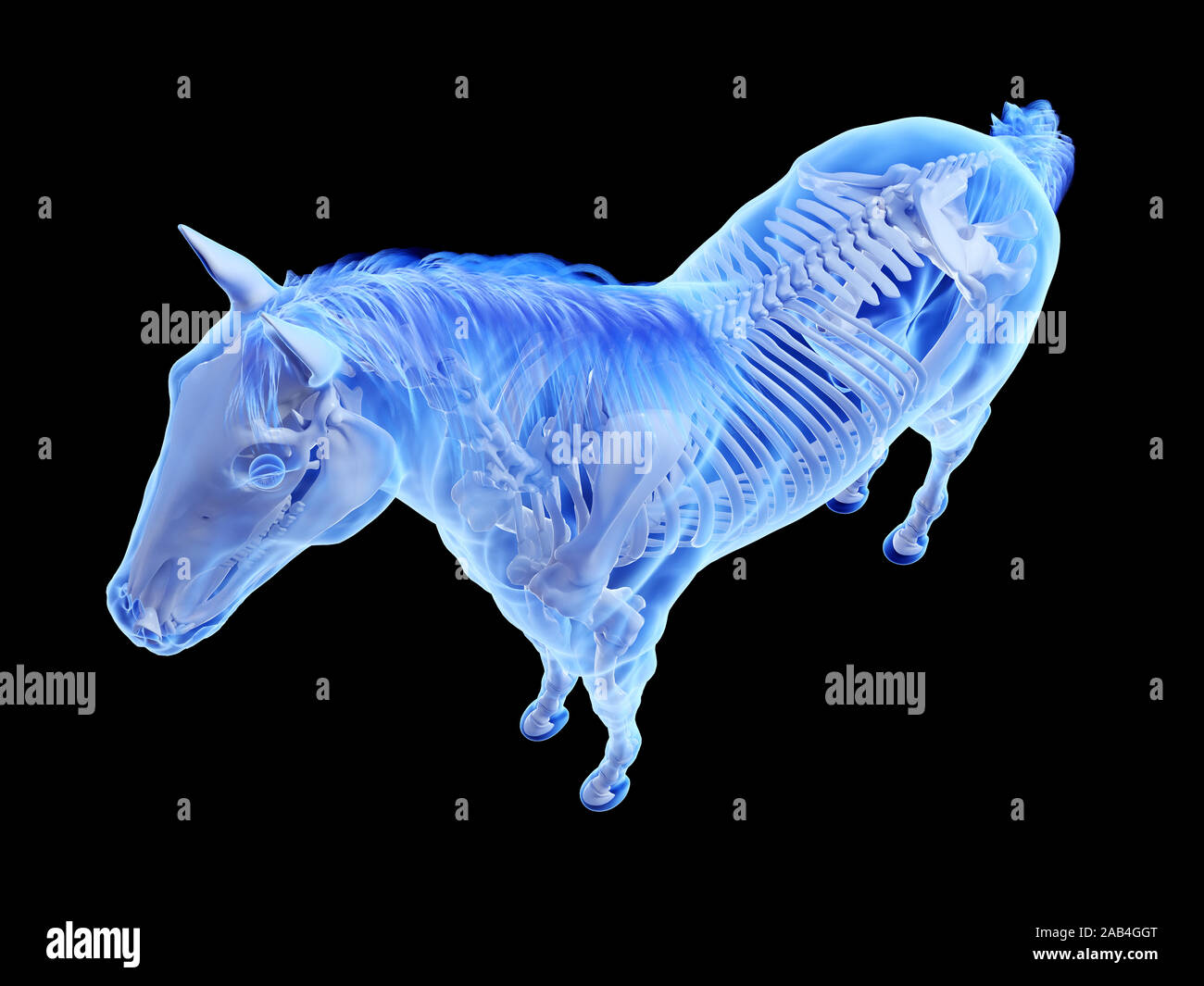 3d rendered medically accurate illustration of the equine skeletal ...