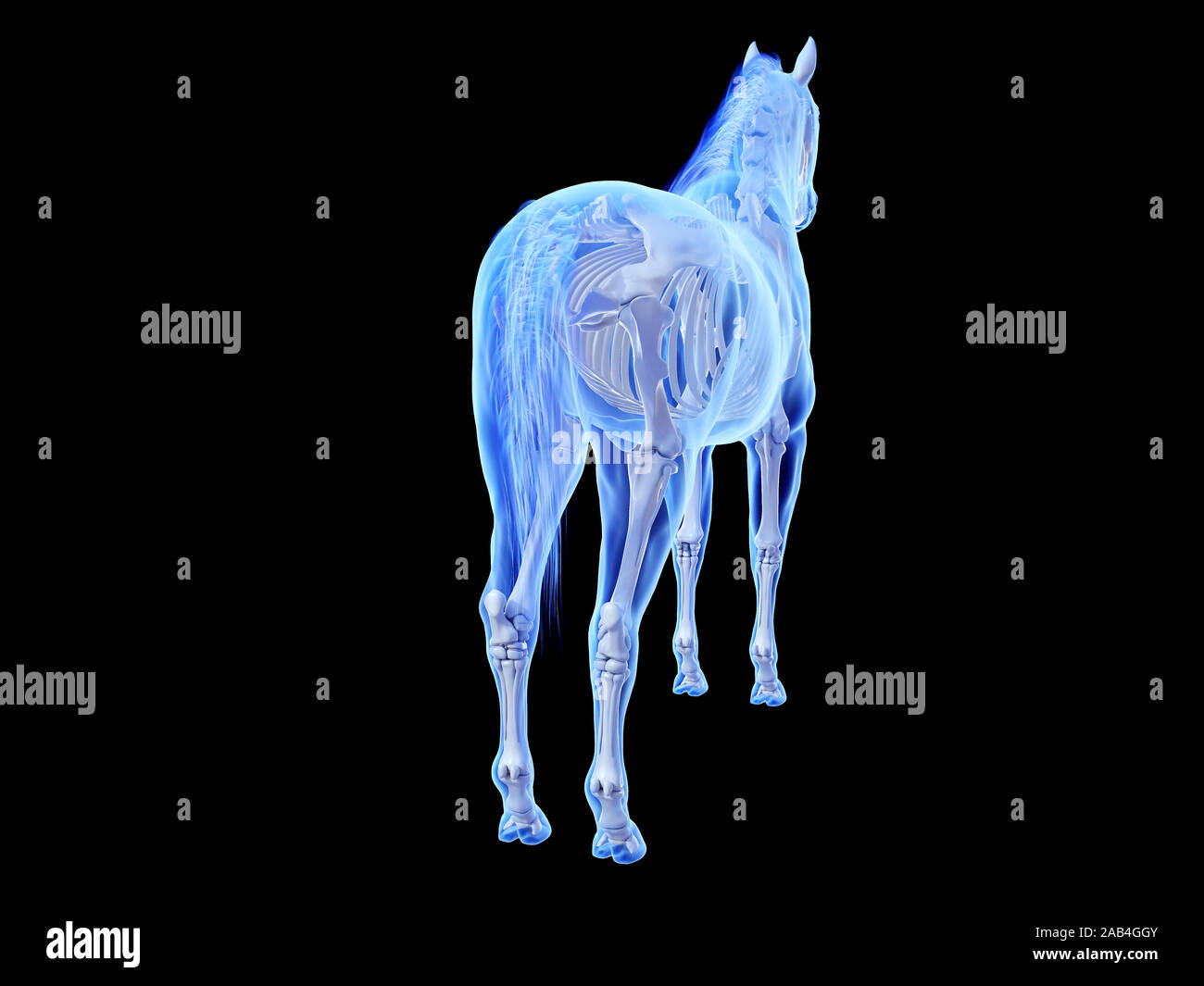 3d rendered medically accurate illustration of the equine skeletal ...