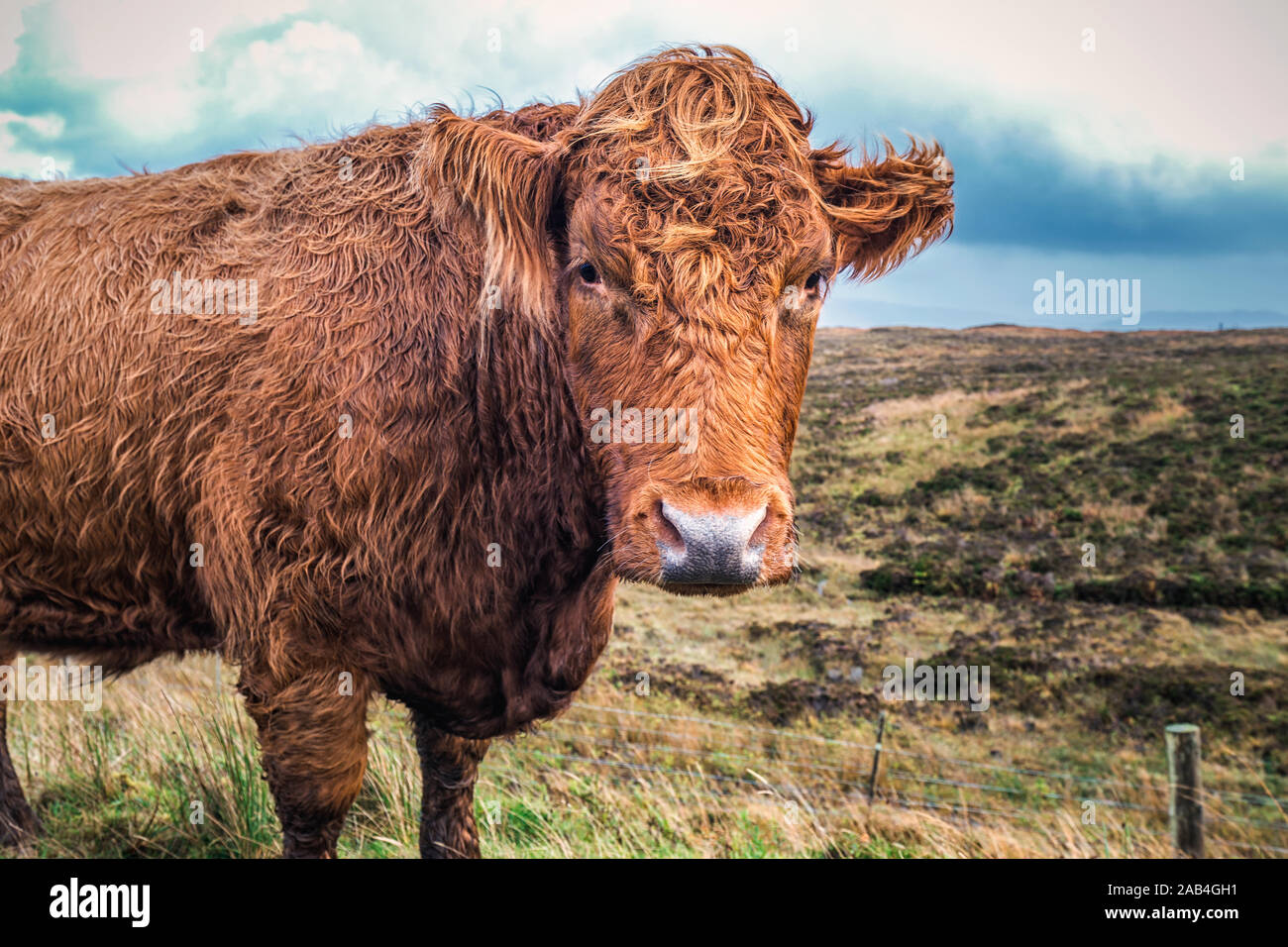 Black Scottish Highland Cow in field with big horns and long hair ...
