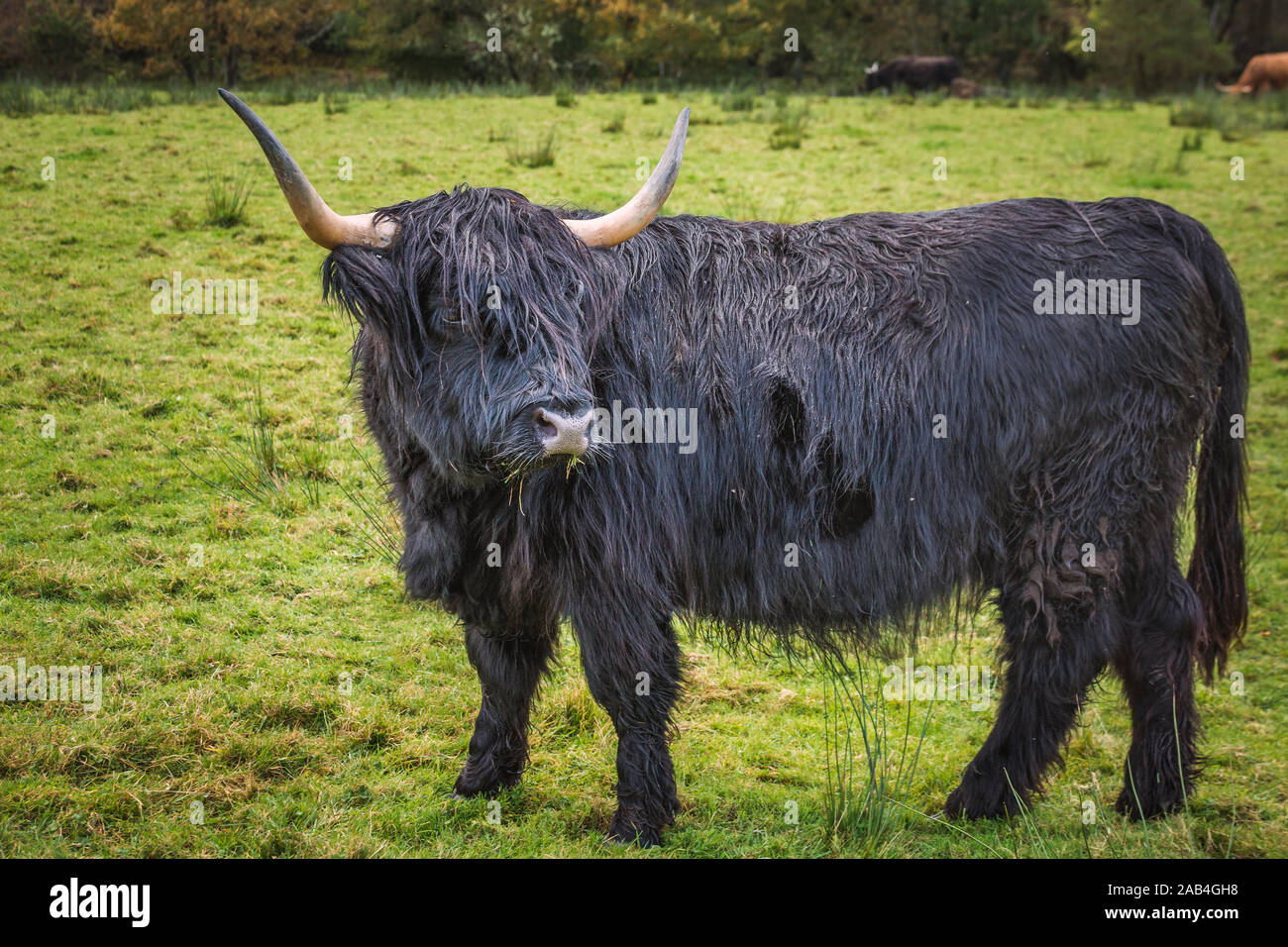 Black Highland Cattle