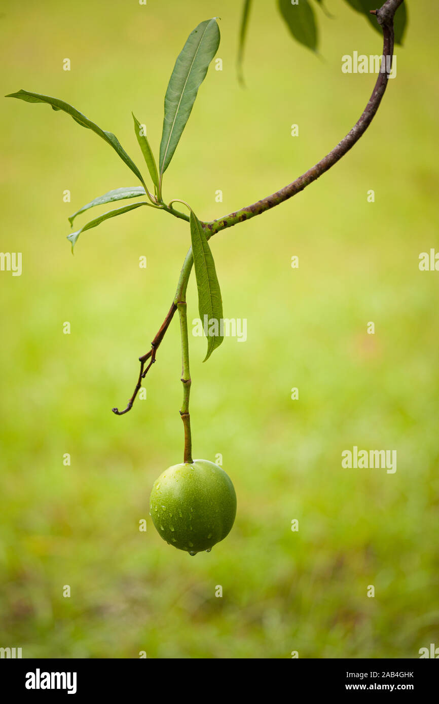 Tree close view hi-res stock photography and images - Alamy
