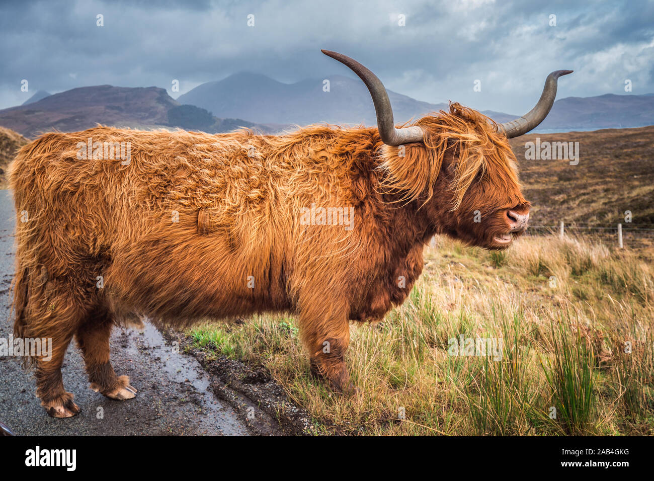 Scottish Highland Cow in field with big horns and long hair, Scotland ...