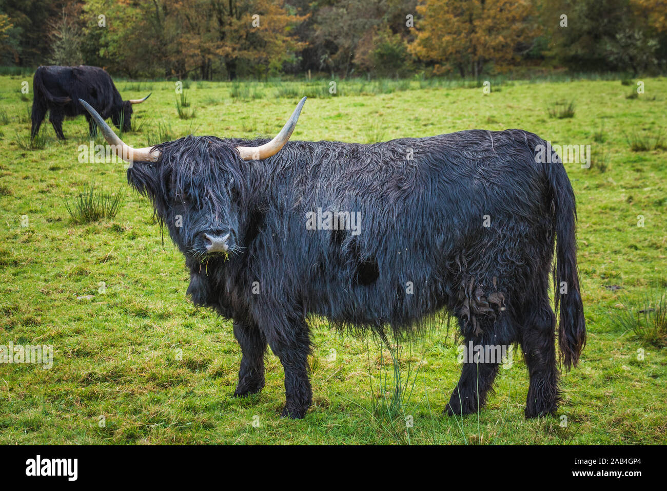 Black Scottish Highland Cow in field with big horns and long hair ...