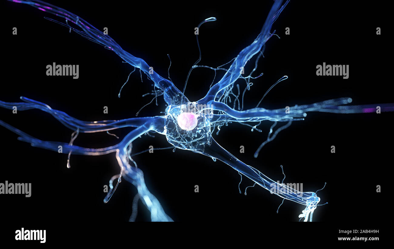 3d rendered illustration of a human nerve cell Stock Photo - Alamy