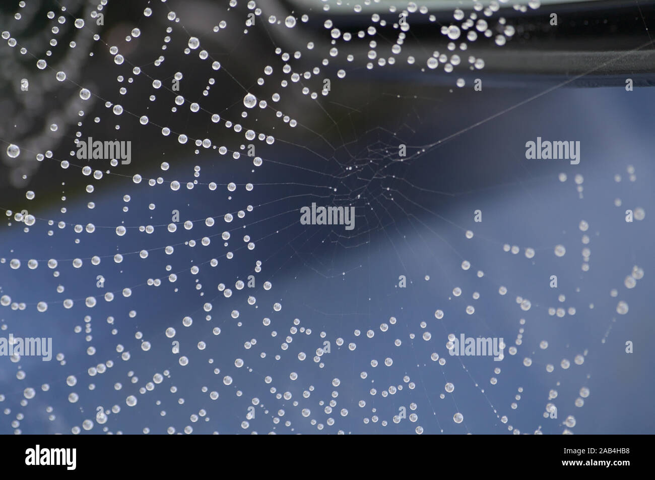 Spider Web Between Two Cars