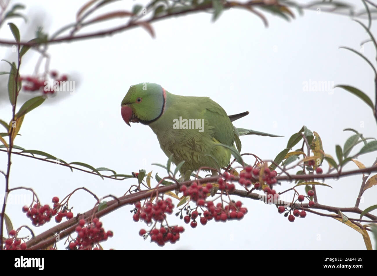 Uk wild parakeet hi-res stock photography and images - Alamy