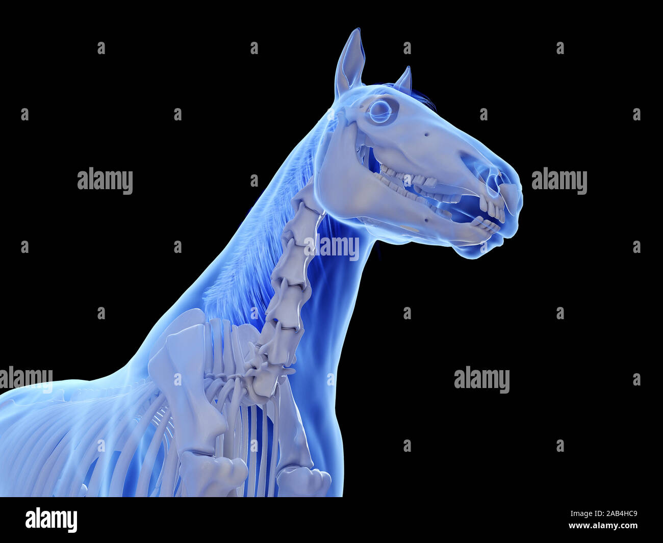 3d rendered medically accurate illustration of the equine skeletal ...