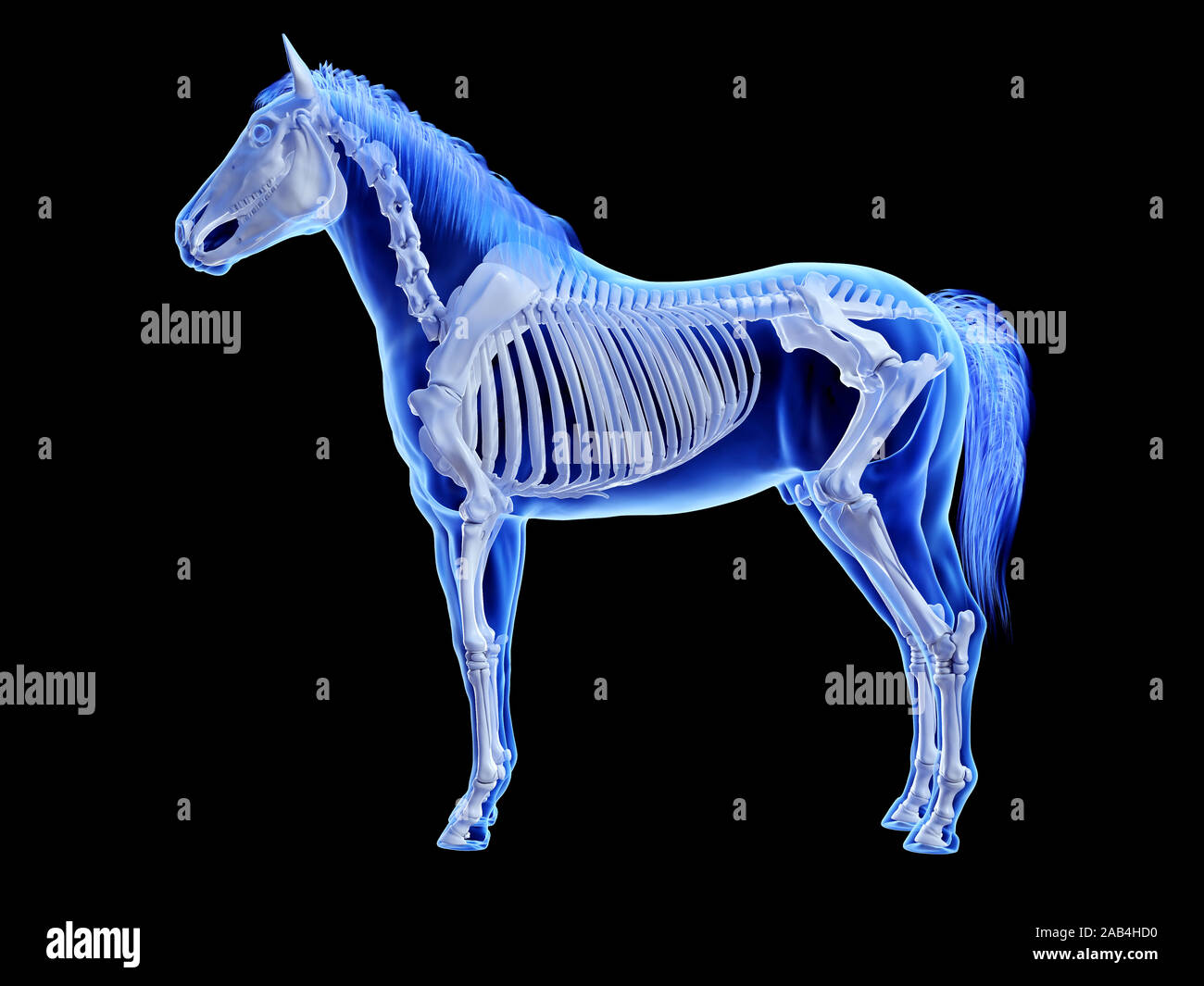 3d rendered medically accurate illustration of the equine skeletal ...
