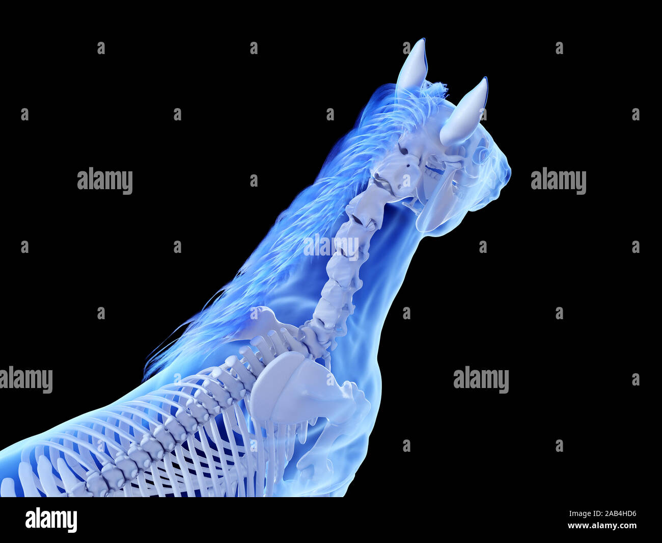 3d rendered medically accurate illustration of the equine skeletal ...