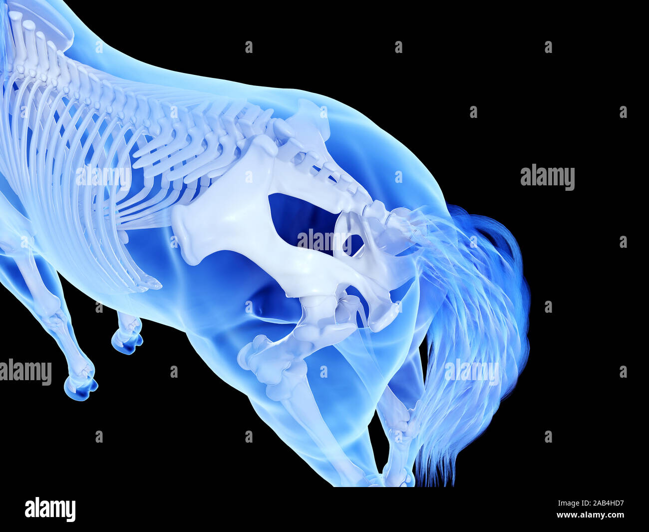 3d rendered medically accurate illustration of the equine skeletal ...