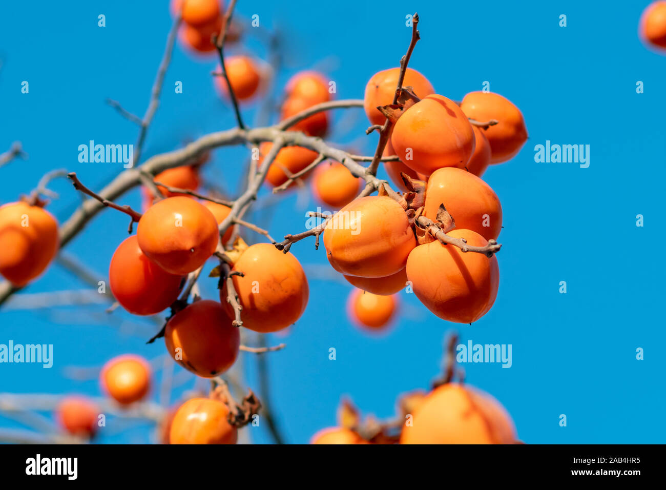 Persimmon tree with Ripe orange fruits in late autumn on blue sky ...