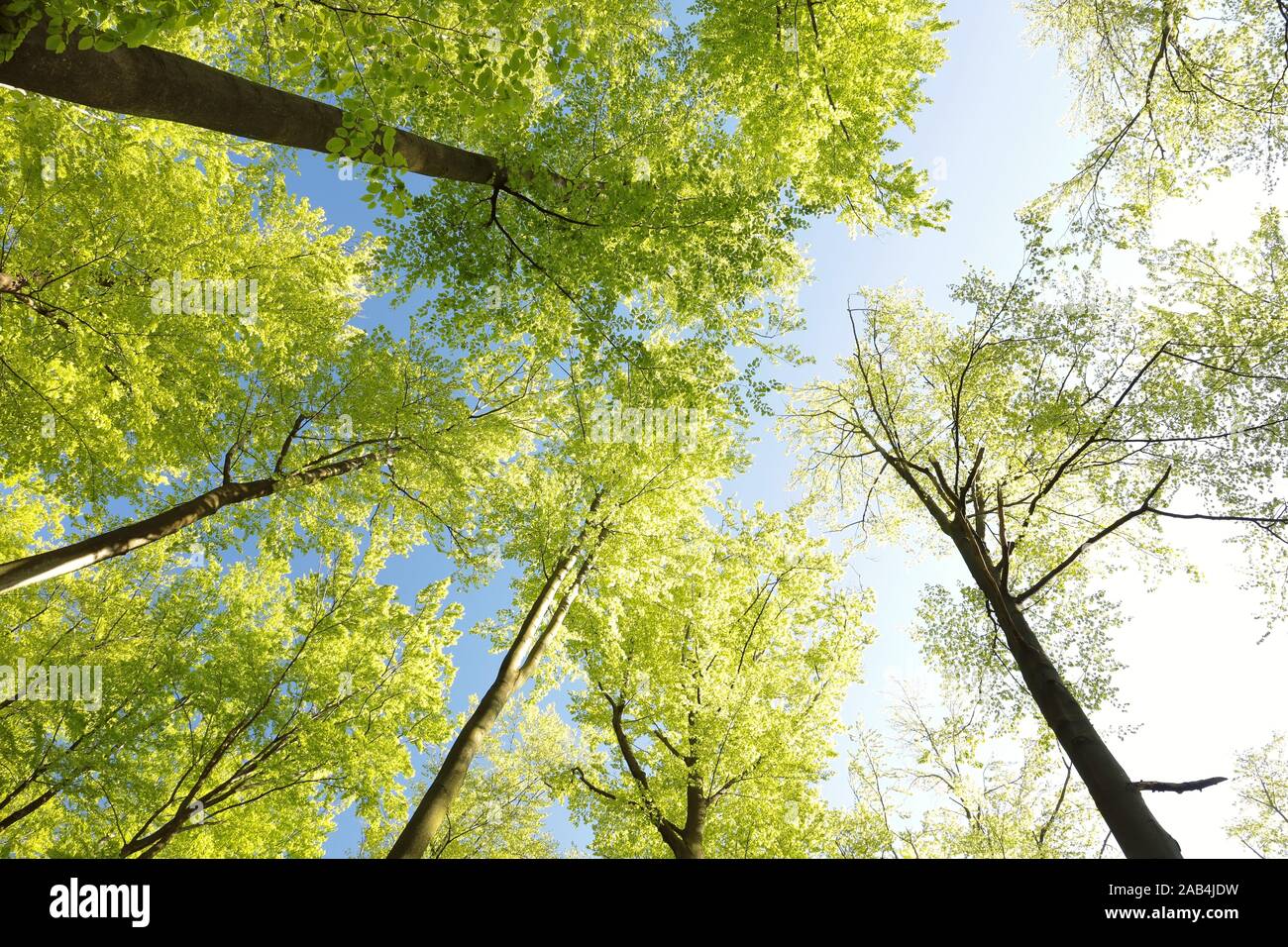 Spring beech forest in the sunshine Stock Photo - Alamy