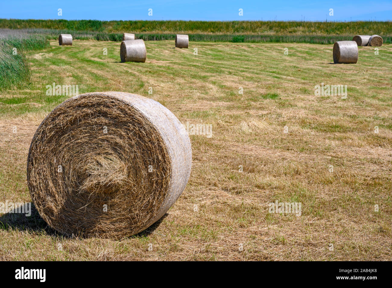 Round hay bales Shingle Street Suffolk Stock Photo - Alamy
