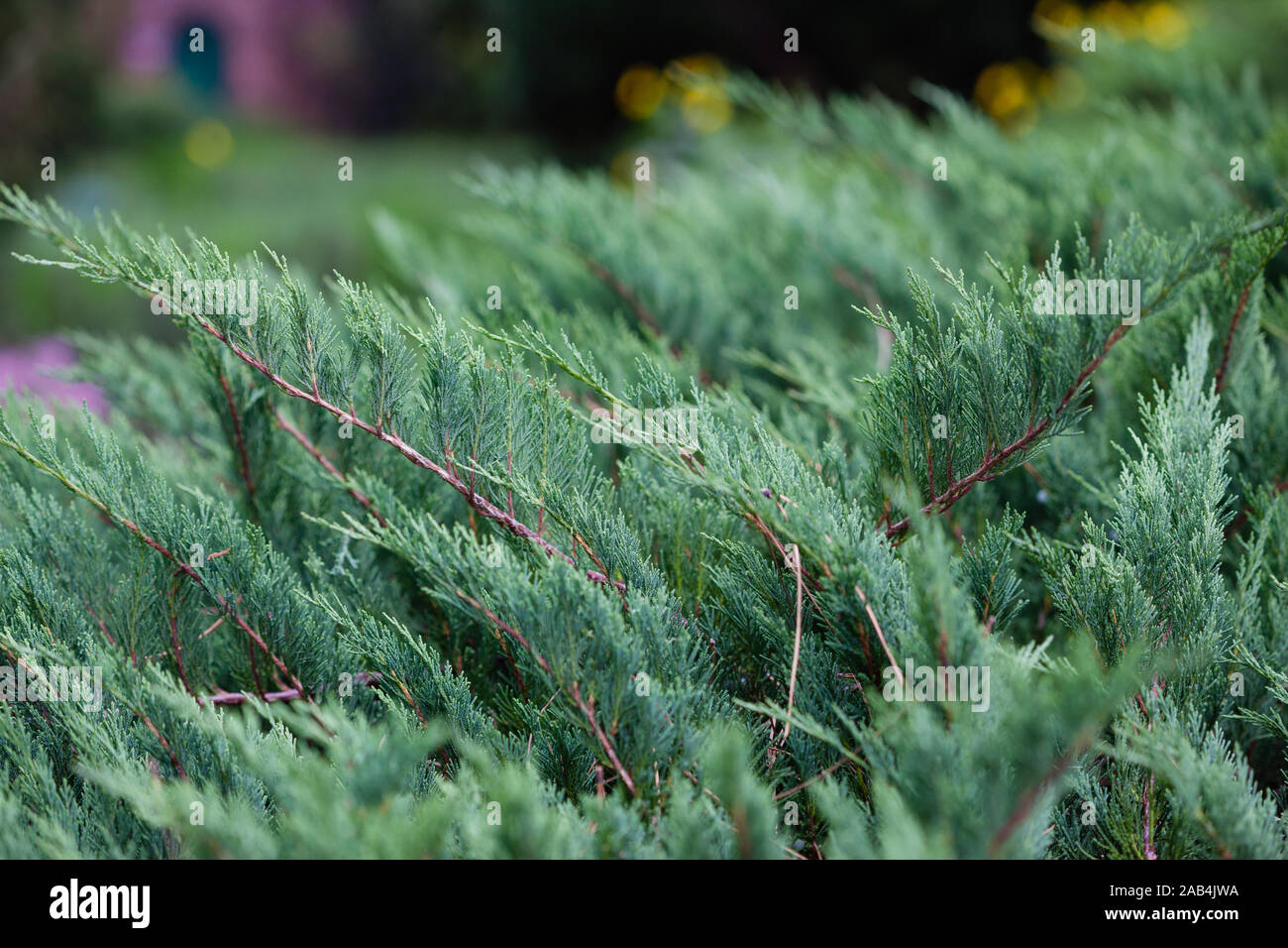 Thuya Bush High Resolution Stock Photography and Images - Alamy