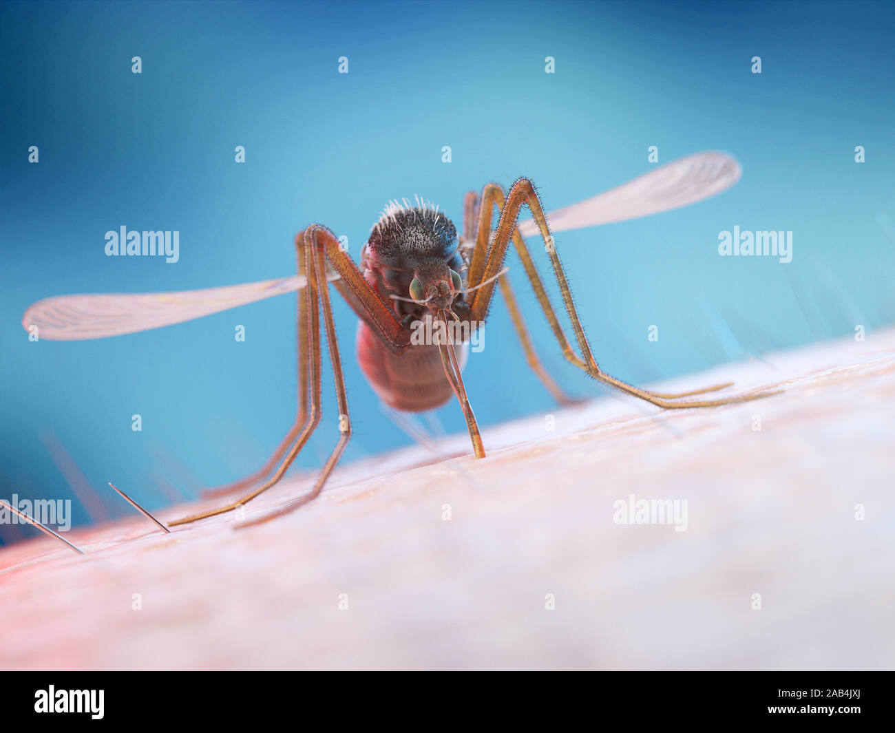 3d rendered illustration of a mosquito on human skin Stock Photo - Alamy