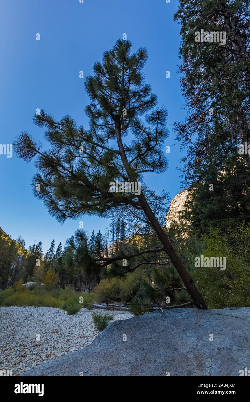 John muir grove hi-res stock photography and images - Alamy