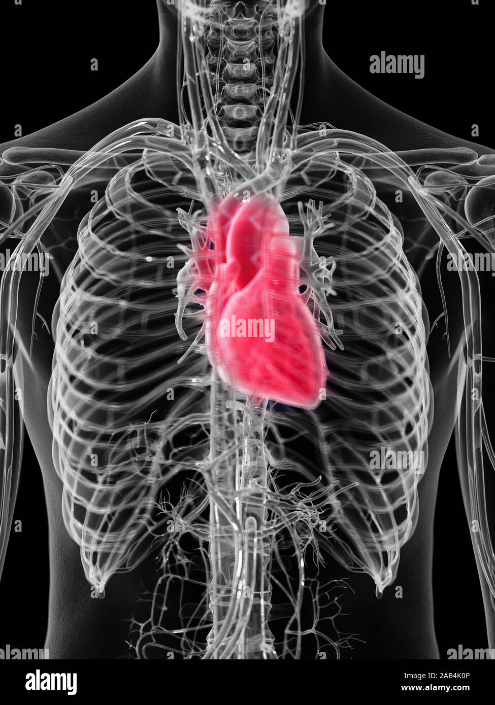 3d rendered medically accurate illustration of the human heart Stock ...