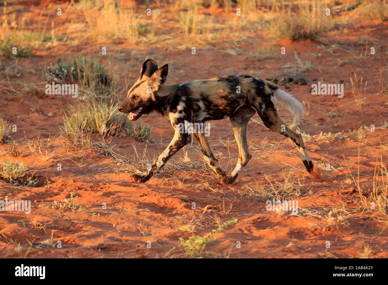 African wild dog (Lycaon pictus), adult, running, Tswalu Game Reserve ...