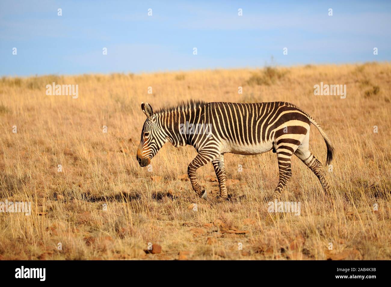Cape mountain zebra (Equus zebra zebra), adult, running, dry grassland ...