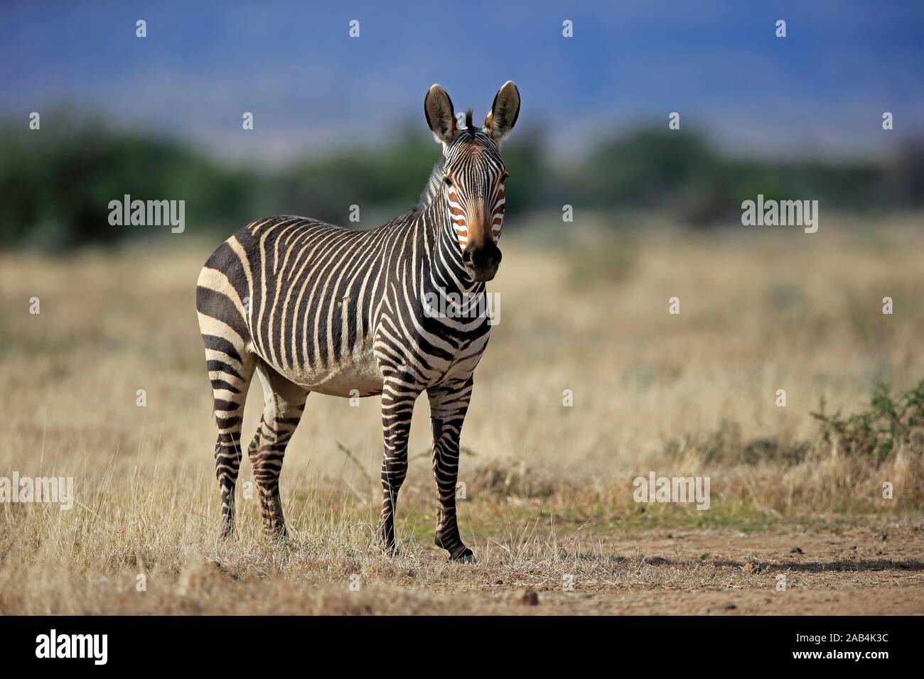 Cape mountain zebra (Equus zebra zebra), adult, in dry landscape ...